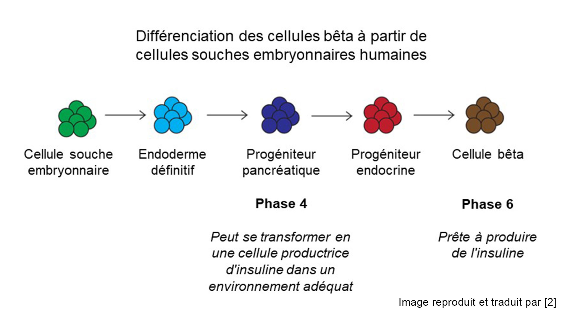 Thérapie cellulaire | Percée DT1